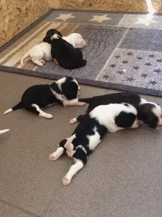 Puppies :: Zestodulek